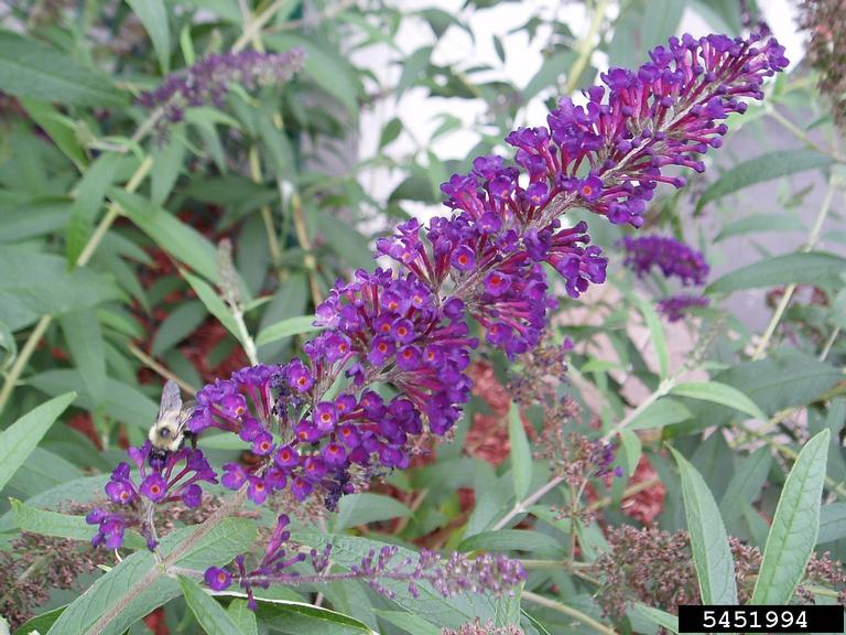 butterflybush (Buddleja davidii Franch.)