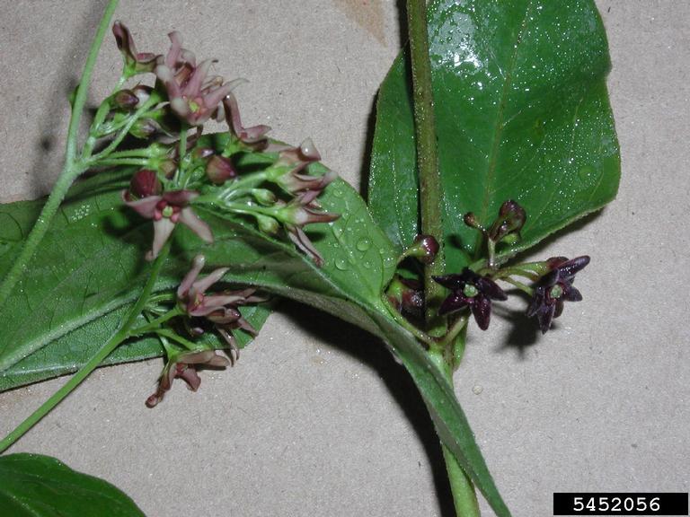 exotic swallowwort (Genus Vincetoxicum)