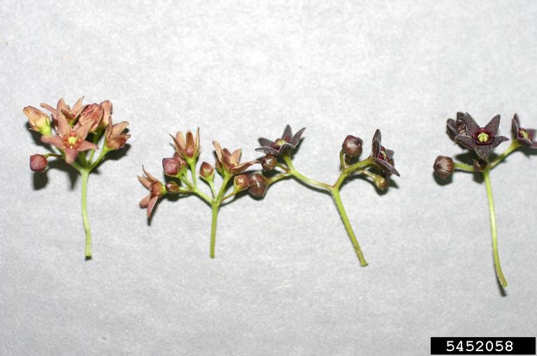 exotic swallowwort (Genus Vincetoxicum)