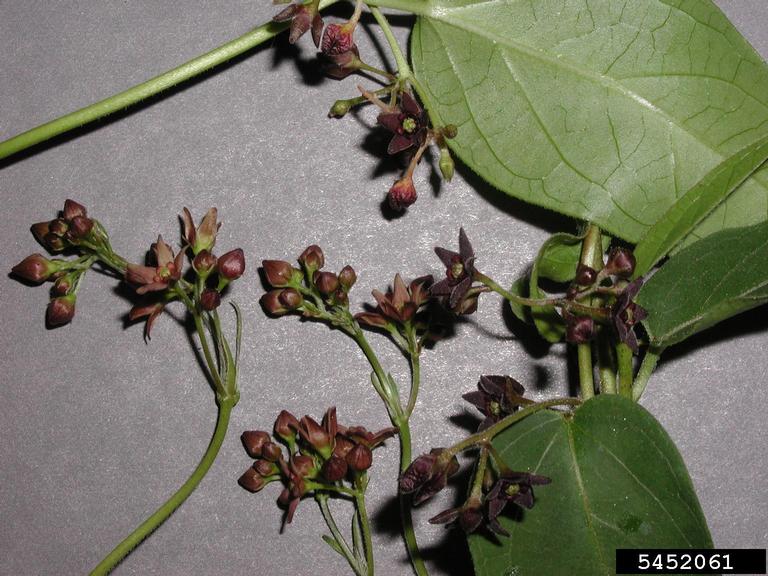 exotic swallowwort (Genus Vincetoxicum)