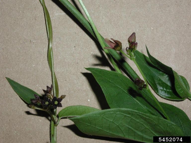 exotic swallowwort (Genus Vincetoxicum)