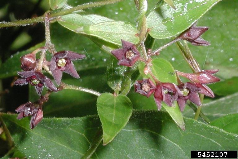 black dog-strangling vine, black swallowwort (Vincetoxicum nigrum (L ...