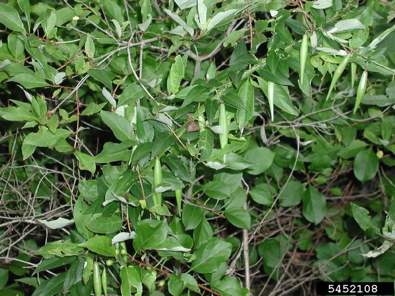 black dog-strangling vine, black swallowwort (Vincetoxicum nigrum (L ...