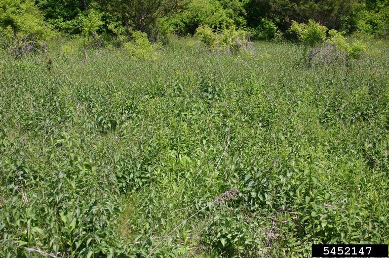 black dog-strangling vine, black swallowwort (Vincetoxicum nigrum (L ...