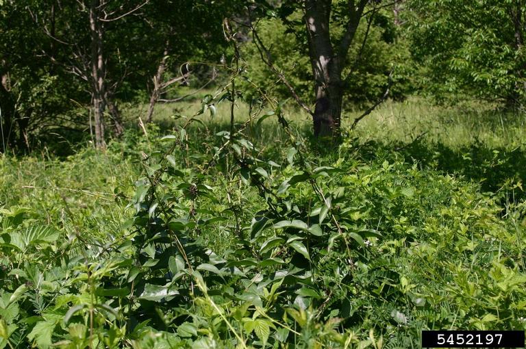 black dog-strangling vine, black swallowwort (Vincetoxicum nigrum (L ...