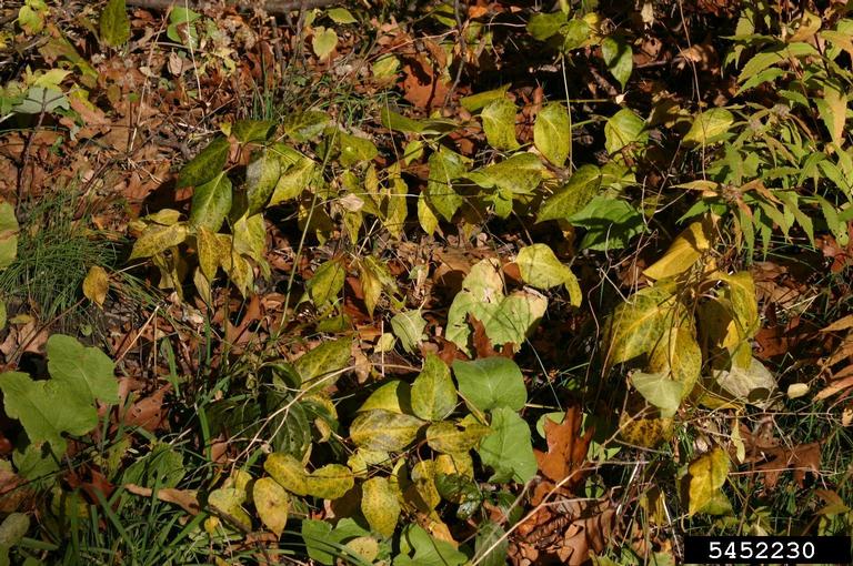 black dog-strangling vine, black swallowwort (Vincetoxicum nigrum (L ...