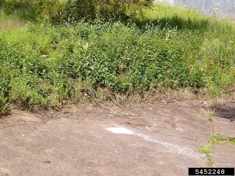 dog-strangling vine, European swallowwort, pale swallow-wort ...