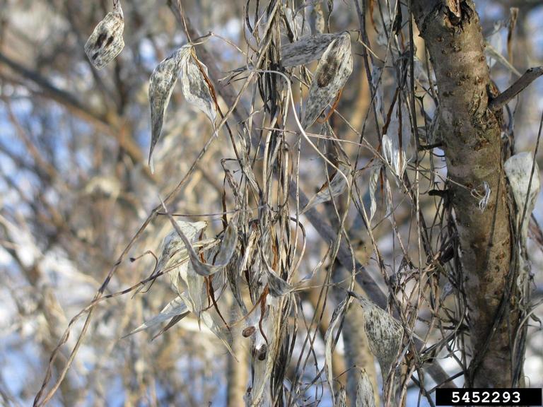 dog-strangling vine, European swallowwort, pale swallow-wort ...