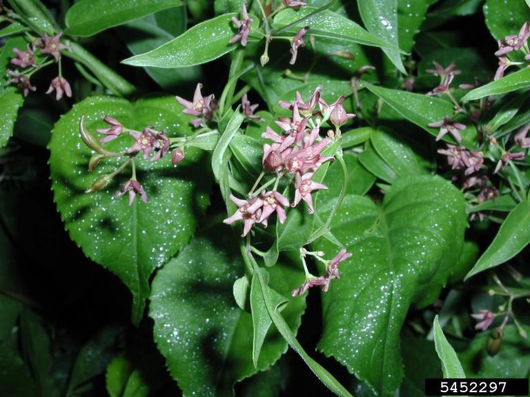 dog-strangling vine, European swallowwort, pale swallow-wort ...