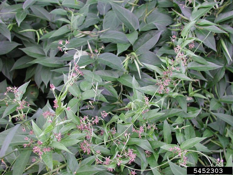 dog-strangling vine, European swallowwort, pale swallow-wort ...