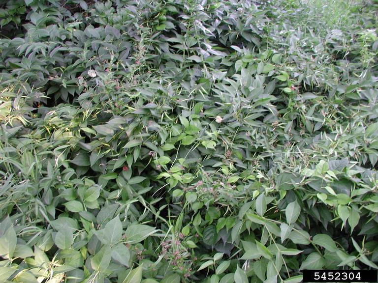 dog-strangling vine, European swallowwort, pale swallow-wort ...