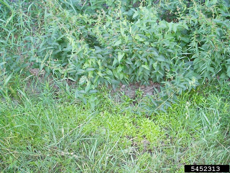 dog-strangling vine, European swallowwort, pale swallow-wort ...