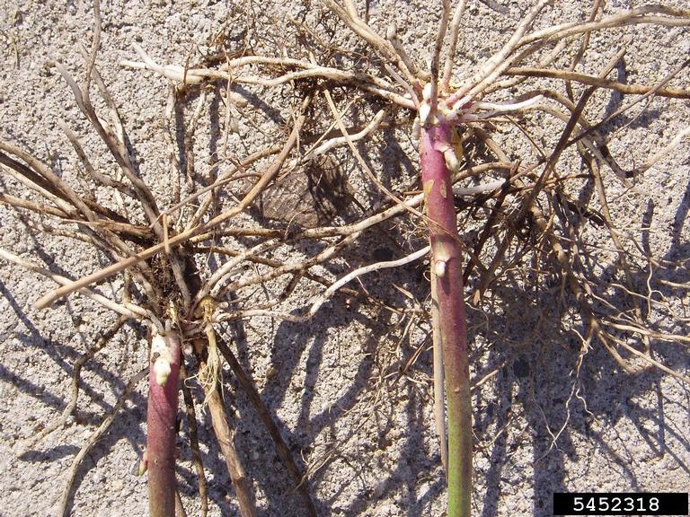 dog-strangling vine, European swallowwort, pale swallow-wort ...