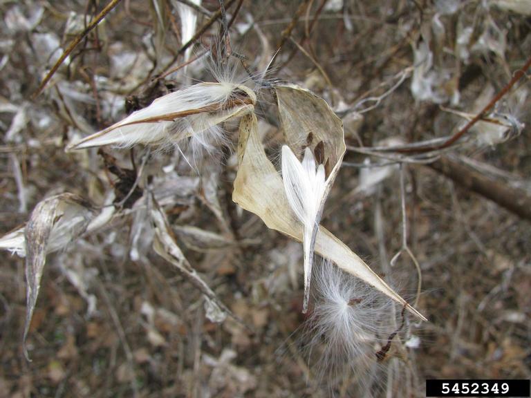 dog-strangling vine, European swallowwort, pale swallow-wort ...