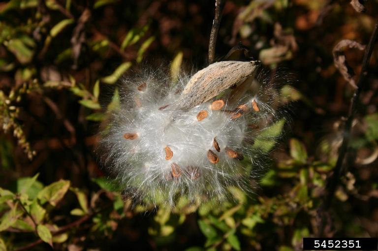 dog-strangling vine, European swallowwort (Vincetoxicum rossicum)