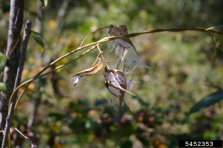 dog-strangling vine, European swallowwort, pale swallow-wort ...