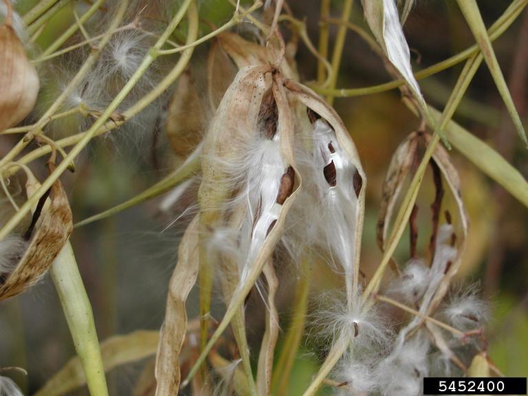 dog-strangling vine, European swallowwort, pale swallow-wort ...