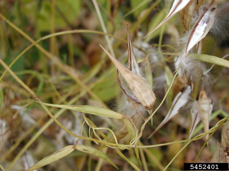 dog-strangling vine, European swallowwort, pale swallow-wort ...