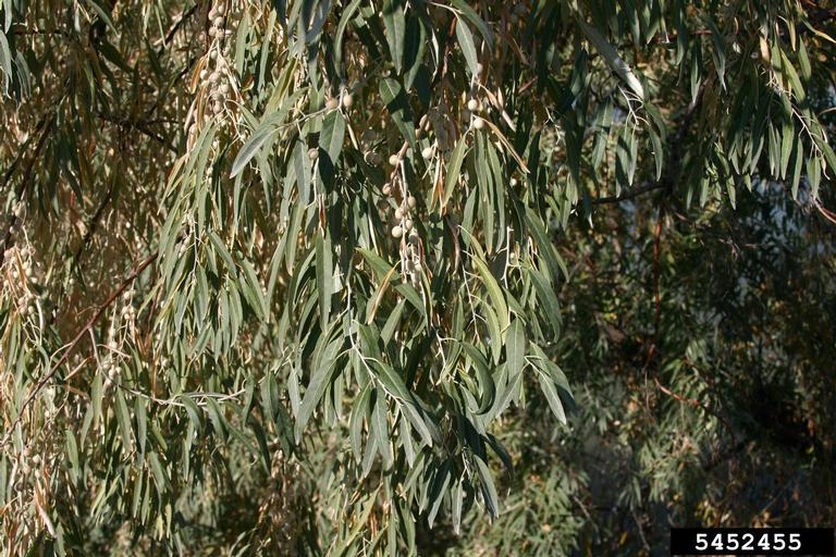 Russian olive (Elaeagnus angustifolia L.)