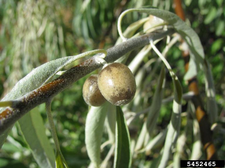 Russian olive (Elaeagnus angustifolia L.)