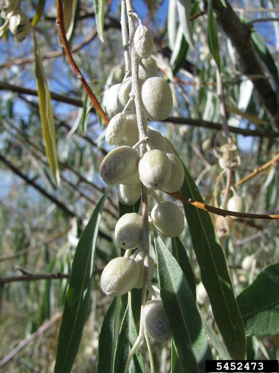 Russian olive (Elaeagnus angustifolia L.)