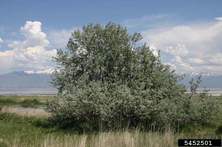 Russian olive (Elaeagnus angustifolia L.)
