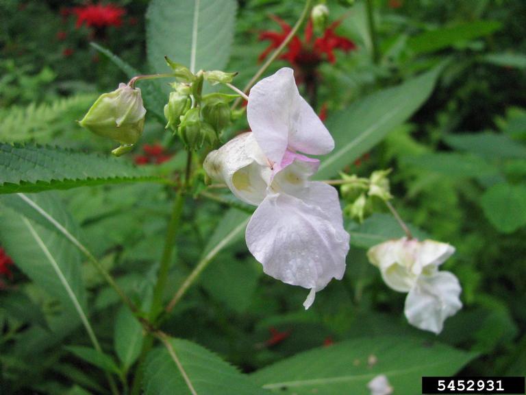 Himalayan balsam (Impatiens glandulifera)
