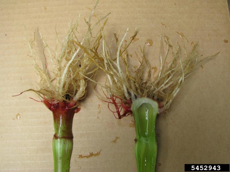 Himalayan balsam (Impatiens glandulifera Royle)