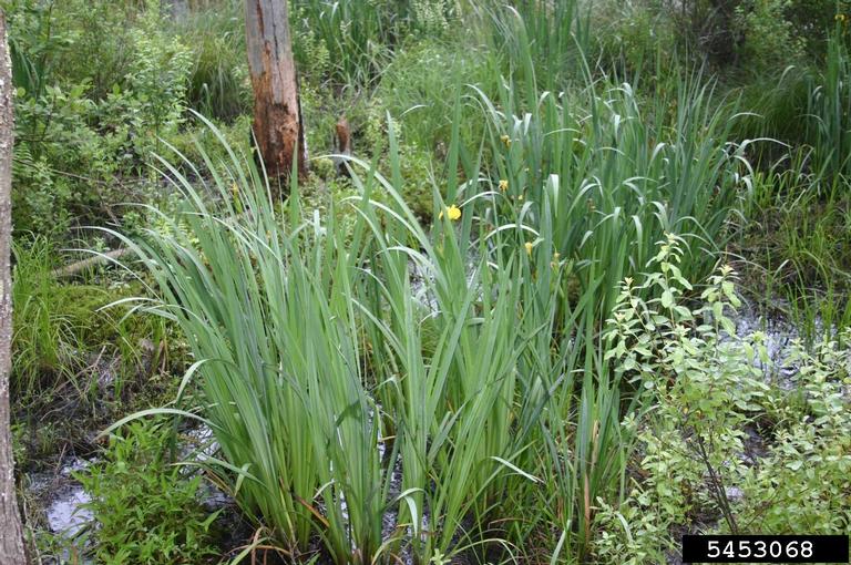 pale yellow iris, yellow flag iris (Iris pseudacorus L.)