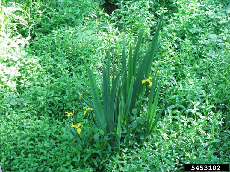 pale yellow iris, yellow flag iris (Iris pseudacorus L.)