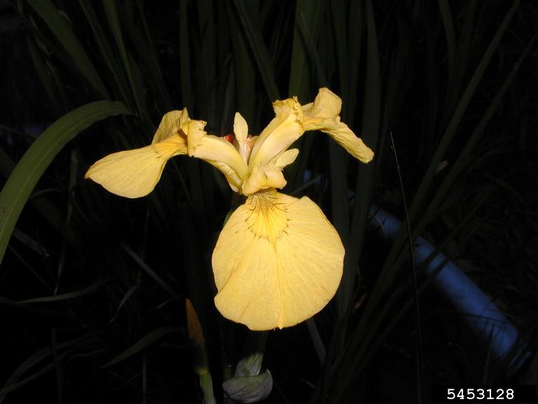 pale yellow iris, yellow flag iris (Iris pseudacorus L.)