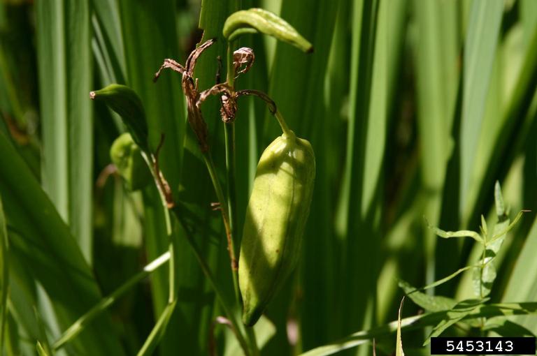 pale yellow iris, yellow flag iris (Iris pseudacorus L.)