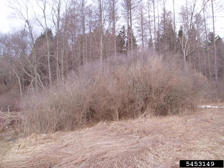 border privet (Ligustrum obtusifolium Sieb. & Zucc.)