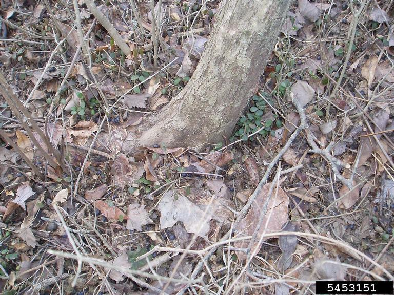border privet (Ligustrum obtusifolium Sieb. & Zucc.)