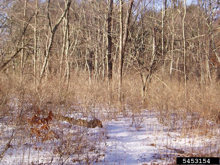 border privet (Ligustrum obtusifolium Sieb. & Zucc.)