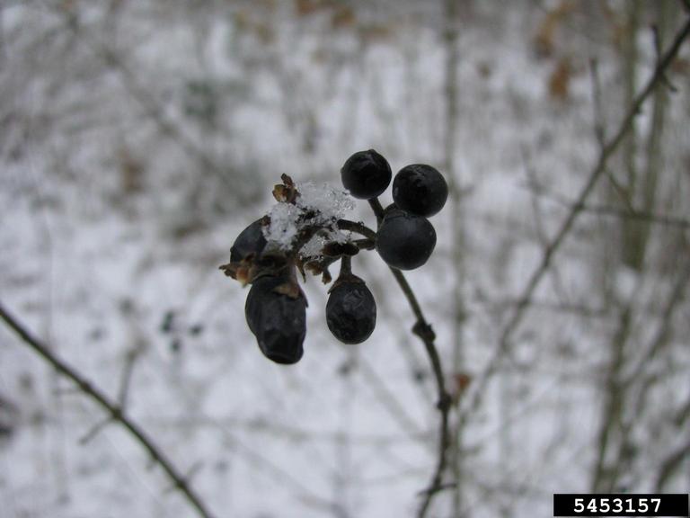 border privet (Ligustrum obtusifolium Sieb. & Zucc.)