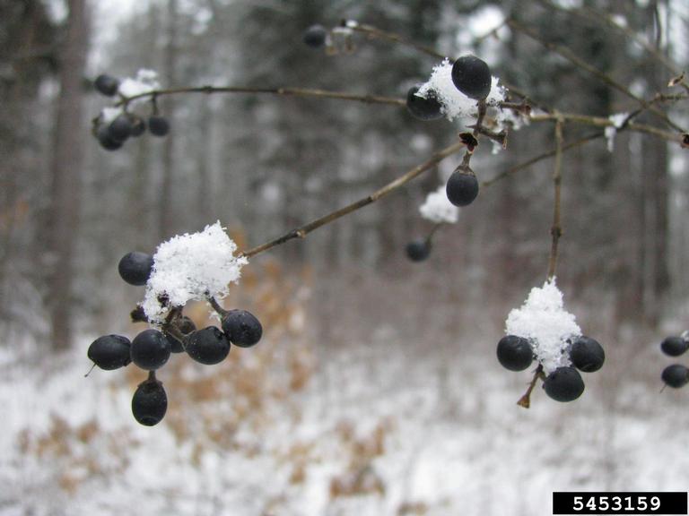 border privet (Ligustrum obtusifolium Sieb. & Zucc.)
