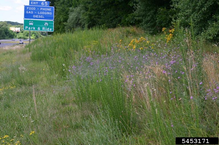 border privet (Ligustrum obtusifolium Sieb. & Zucc.)