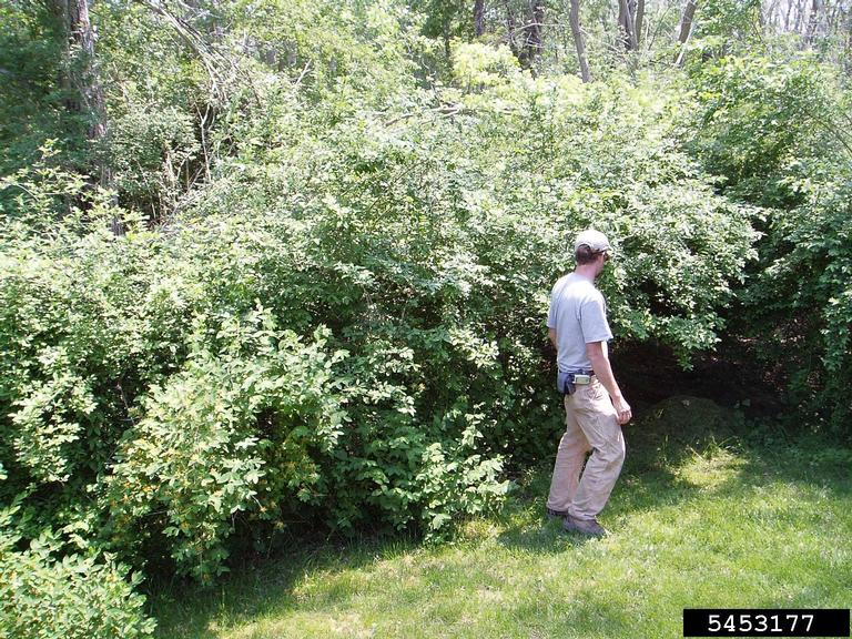 border privet (Ligustrum obtusifolium Sieb. & Zucc.)