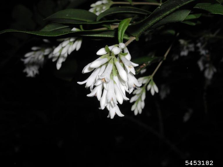border privet (Ligustrum obtusifolium Sieb. & Zucc.)