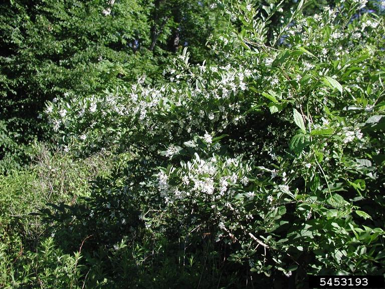 border privet (Ligustrum obtusifolium Sieb. & Zucc.)