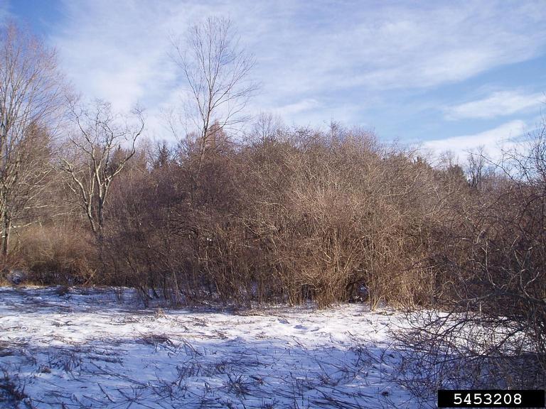 border privet (Ligustrum obtusifolium Sieb. & Zucc.)