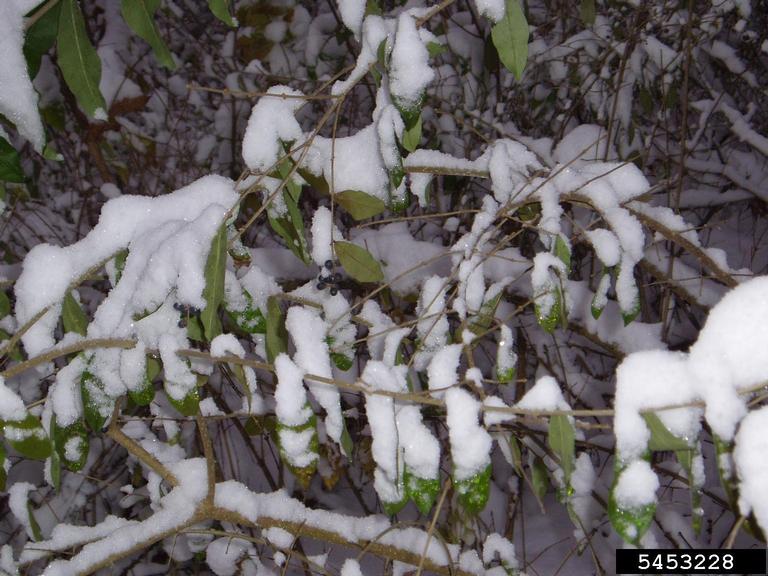 border privet (Ligustrum obtusifolium Sieb. & Zucc.)
