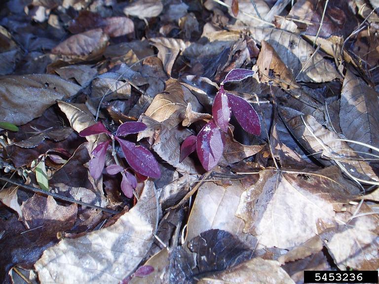 border privet (Ligustrum obtusifolium Sieb. & Zucc.)