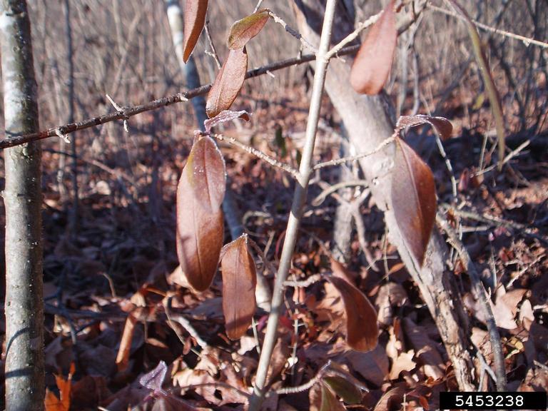 border privet (Ligustrum obtusifolium Sieb. & Zucc.)