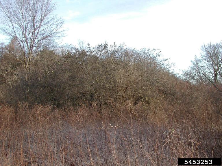 border privet (Ligustrum obtusifolium Sieb. & Zucc.)