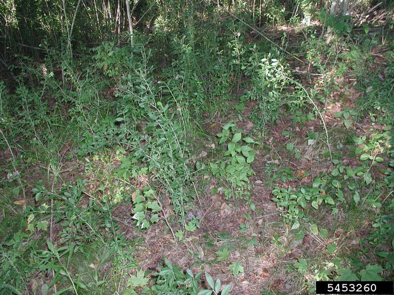 border privet (Ligustrum obtusifolium Sieb. & Zucc.)