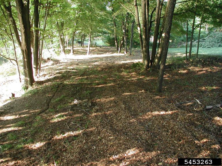 border privet (Ligustrum obtusifolium Sieb. & Zucc.)