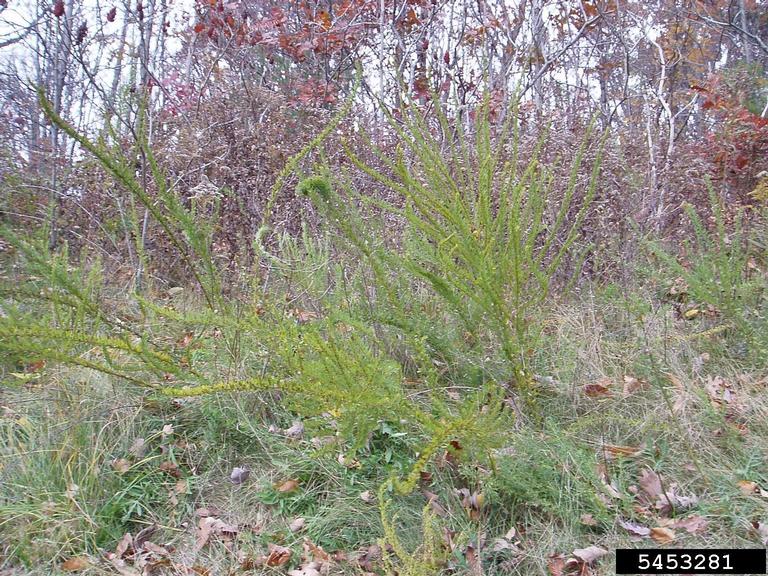sericea lespedeza (Lespedeza cuneata (Dum.-Cours.) G. Don)