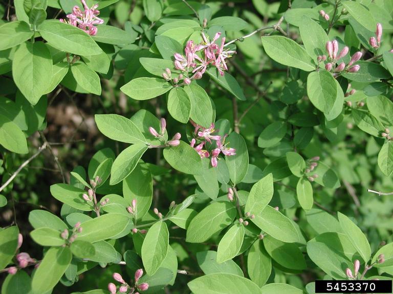 showy fly honeysuckle, Bell's honeysuckle (Lonicera x bella Zabel ...